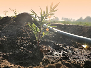 Pengetahuan Tentang Tanaman